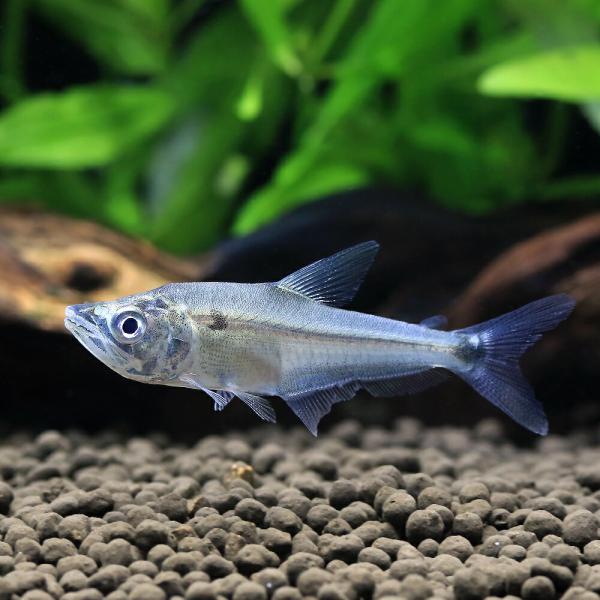 PF_SPQ　fish_database　熱帯魚・エビ他　カラシン（テトラ等）　ピラニア・南米産中大型種　10cm以上(中大型種)　牙魚　１匹　Ｇａｌｅｏｃｈａｒａｘ　ｓｐ．　Ｇａｌｅｏｃｈａｒａｘ　ｇｕｌｏ　ガレオカラックスｓｐ．ペルー　...