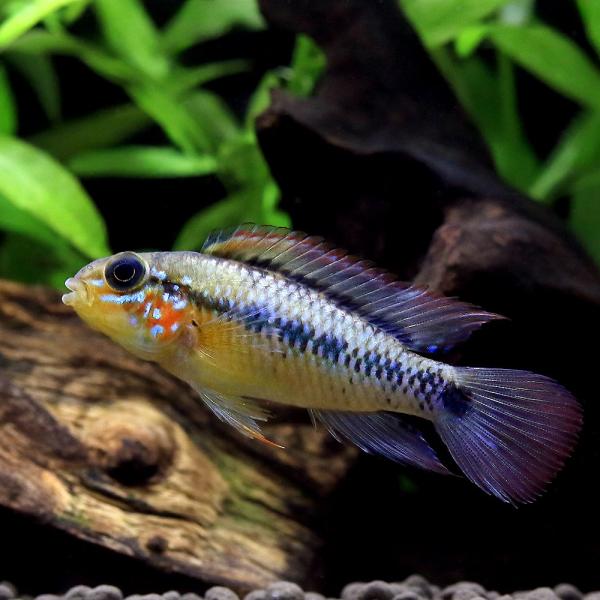 PF_SPQ　熱帯魚・エビ他　シクリッド　種類で選ぶ　アピスト・ラミレジィ・他　アピストグラマミツ　１ペア　fish_database　中南米産　Ａｐｉｓｔｏｇｒａｍｍａ　ｓｐ．　アピストグラマｓｐ．ミツ　tansui62　gyaratan...