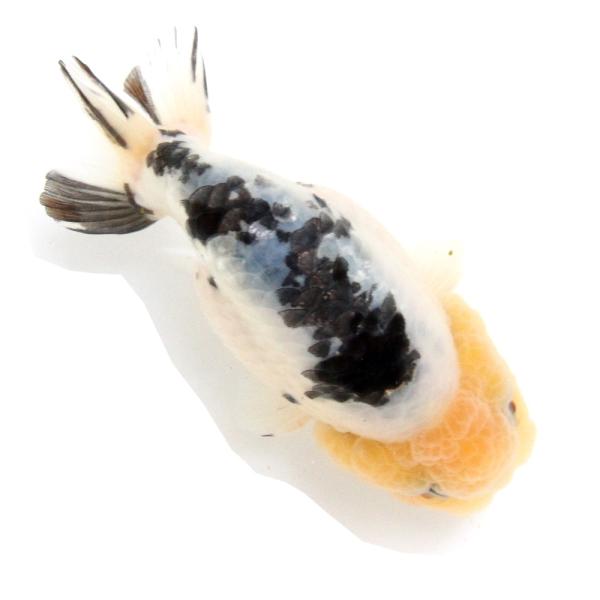 sfset　_aqua　熱帯魚・エビ他　金魚　ランチュウ（生体）　特選金魚　１点物　一点物　中国産　ランチュウ　kodawari1ten　ランチュウ型　キャリコ　江戸錦　catalog_ランチュウ　外国産　クロランチュウ　黒らんちゅう　中国...