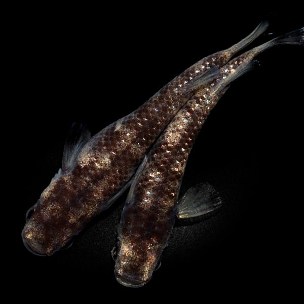 _aqua　nittan_medaka_youkihi　Ｏｒｙｚｉａｓ　ｌａｔｉｐｅｓ　ｖａｒ．　熱帯魚・エビ他　日本産メダカ　改良品種　青ラメ　ラメ幹之メダカ　道三めだか　ラメ　極ラメ　夜桜　オーロラ黄ラメ　ゴブリン　サバンナ　リアルロン...