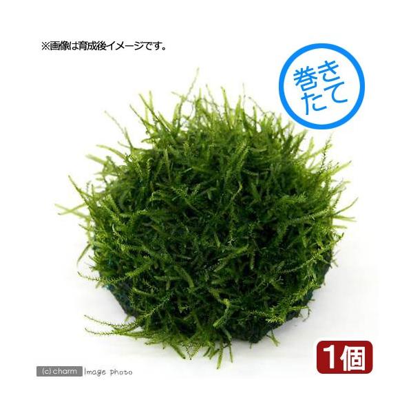 熱帯魚　_aqua　ウィローモス特集　水草ハウス　all_plants　ウィローモス　ウィローモスはこちら　ドーム状はこちら　ドームモスMはこちら　20100409　KM　エビが喜ぶアクセサリ　wp_kywrd　その他モス種はこちら　wp0...