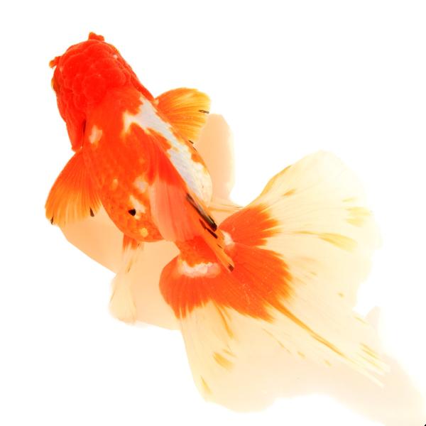 熱帯魚・エビ他　金魚　琉金（生体）　変わりもの金魚　nittan_kingyo_holland　黒オランダ　オランダシシガシラ　クロ　ローズテール　ヒレナガ　一点物　20260223　YK　kodawari1ten　ｙ26ｍ03　seita...