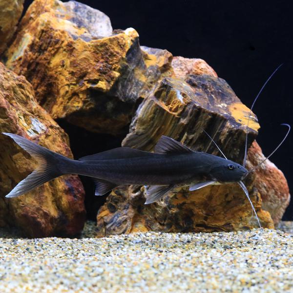 PF_SPQ　熱帯魚・エビ他　ナマズの仲間　ブルーバックキャット　ペルー　１匹　fish_database　Ｐｉｍｅｌｏｄｕｓ　ｓｐ．　20260113　ＹＹ　y26m01