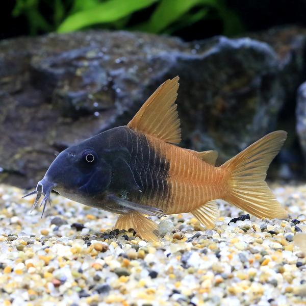 PF_SPQ　_aqua　熱帯魚・エビ他　コリドラス　ショートノーズ　コリドラス・ビーコンコロール　Lサイズ　ワイルド　１匹　fish_database　Ｈｏｐｌｉｓｏｍａ　Ｃｏｒｙｄｏｒａｓ　sp.aff.concolor　rio　tom...
