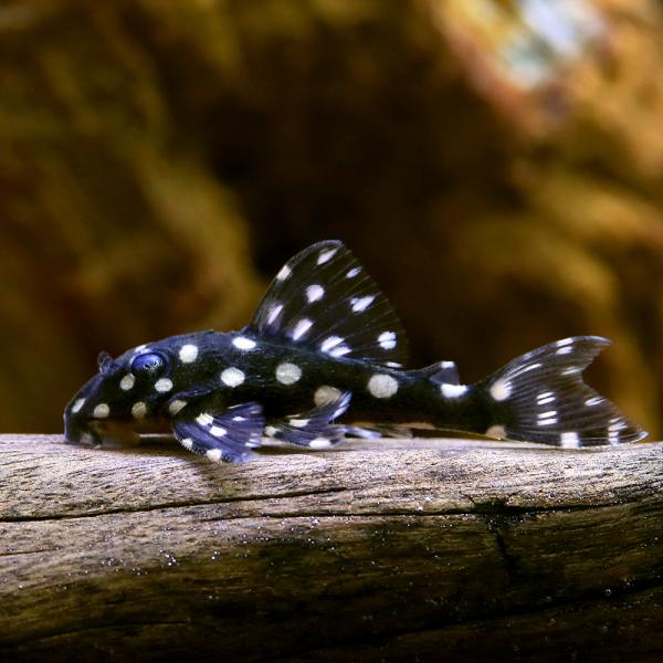 PF_SPQ　熱帯魚・エビ他　プレコ　種類で選ぶ　タイガー・ペコルティア系　ニューイエロービッグスポットスタークラウンプレコ　イエロースポットスタークラウンプレコ　１匹　fish_database　ぺコルティア系　特集　Ｈｙｐａｎｃｉｓｔｒ...