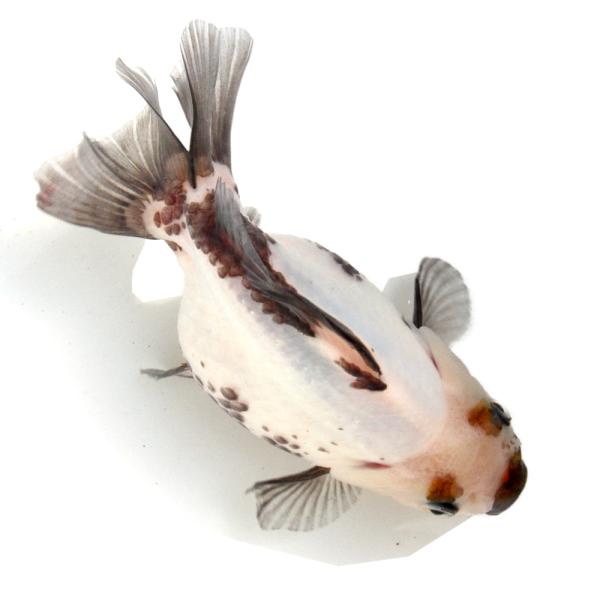 _aqua　sfset　リュウキン型　熱帯魚・エビ他　金魚　琉金（生体）　特選金魚　一点物　１点物　琉金　りゅうきん　長野県　catalog_琉金　nittan_kingyo_ryukin　kodawari1ten　20260109　YK　...