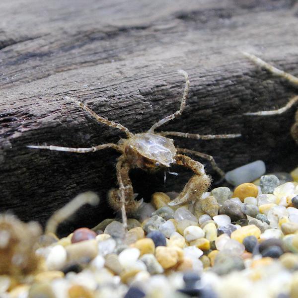 熱帯魚・エビ他　ザリガニ・その他生体　ミクロスパイダー・クラブ　１匹　freshwatercrab　20251227　NH 《単品非表示》　Neorynchoplax prima　インドネシア産　ミクロスパイダー　ｙ25ｍ12