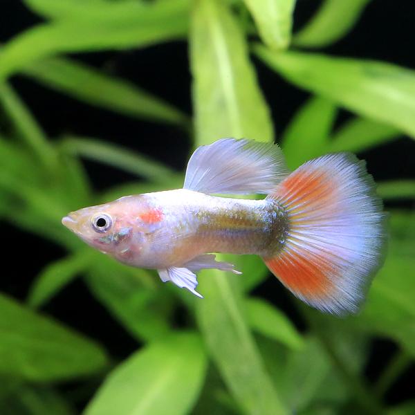 PF_SPQ　熱帯魚・エビ他　グッピー　系統で選ぶ　ゴールデン系　ゴールドフルゴールドショートボディグッピー　国産ブリード　１ペア　fish_database　kokusan_guppy　y26m01　20260201　RN