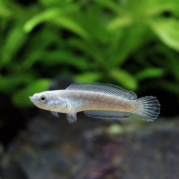 PF_SPQ　熱帯魚・エビ他　ベタ・グラミー・アナバス　スネークヘッド・他　ドワーフスネークヘッドブルーベンガル　ベンガルドワーフスネークヘッド　インド　チャンナガクア　１匹　ベタ・グラミー　その他　Ｃｈａｎｎａ　ｇａｃｈｕａ　Ｂｅｎｇａｌ...