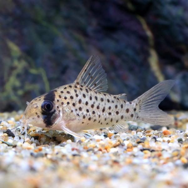 PF_SPQ　_aqua　熱帯魚・エビ他　コリドラス　ショートノーズ　コリドラス・モロチャ　モロチャ　ラージスポットアトロペルソナータス　ティグレ　ワイルド　１匹　fish_database　シクリ　Ｈｏｐｌｉｓｏｍａ　ｃｆ．ａｔｒｏｐｅｒ...