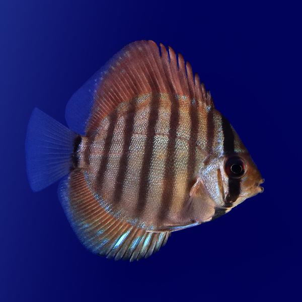 _aqua　熱帯魚・エビ他　エンゼル・ディスカス　ディスカス　改良品種系　１匹　シムフィソドン　sｙｍｐｈｙsｏｄｏｎ　ａｅｑｕｉｆａsｃｉａｔａ　fish_database　レッドディスカス　ブラウンディスカス　ソリッドレッドディスカス　...