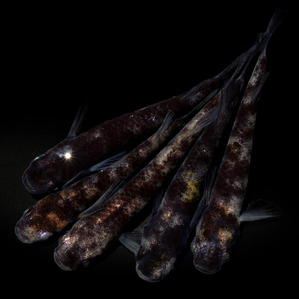 _aqua　nittan_medaka_youkihi　Ｏｒｙｚｉａｓ　ｌａｔｉｐｅｓ　ｖａｒ．　ビオトープにおすすめの生体　熱帯魚　エビ他　日本産メダカ　透明鱗メダカ　スケルトンメダカ　改良品種　三色メダカ　さんしょくめだか　fish_d...