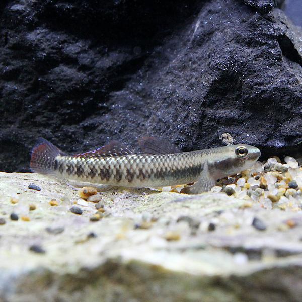 PF_SPQ　_aqua　sfset　熱帯魚・エビ他　その他の熱帯魚　ハゼ・ゴビーの仲間　スティフォドンペレウェンシス　１ペア　ハゼの仲間　Ｓｔｉｐｈｏｄｏｎ　ｐｅｌｅｗｅｎｓｉｓ　フデハゼ　beginerhp_gobee　淡水生体　ボウズ...