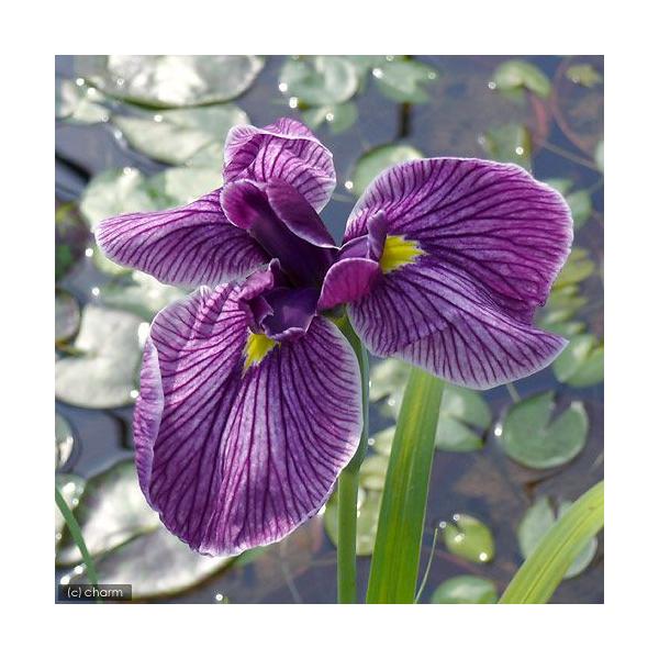 muryotassei_500_599　_aqua　_gardening　金魚・メダカ　ビオトープ　水辺植物　水生植物　ayame　ガーデニング　その他水辺植物　花菖蒲　gw_ガーデニング　syobun0603　all_plants　sp_...