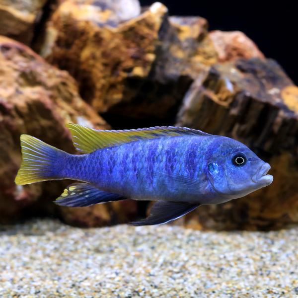 PF_SPQ　ｆｉｓｈ_ｄａｔａｂａｓｅ　_aqua　熱帯魚・エビ他　シクリッド　種類で選ぶ　アフリカンシクリッド　１匹　アフリカ産　ビギナーにオススメ　Cynotilapia zebroides "Jalo reef"　　cichlid_...