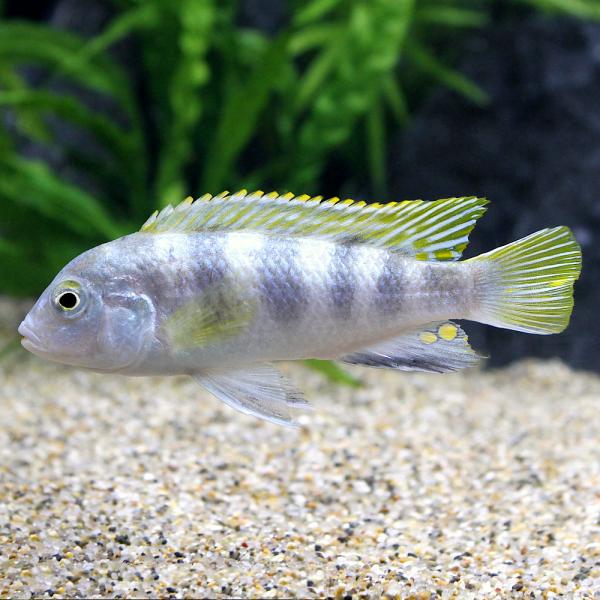 PF_SPQ　_aqua　熱帯魚・エビ他　シクリッド　種類で選ぶ　アフリカンシクリッド　1匹　アフリカ産　ビギナーにオススメ　ムブナ　Mbuna　Labidochromis　sp.　'perlmutt'　レcichlid_beta　MS01...