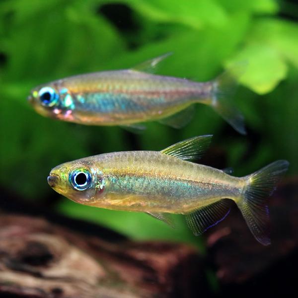 PF_SPQ　_aqua　sfset　fish_database　熱帯魚・エビ他　カラシン　テトラ等　アフリカ産　レッドフィンゴールデンコンゴテトラ　１匹　ビギナーにオススメ　Ｐｈｅｎａｃｏｇｒａｍｕｓ　ｓｐ．　熱帯魚生体　20260422...