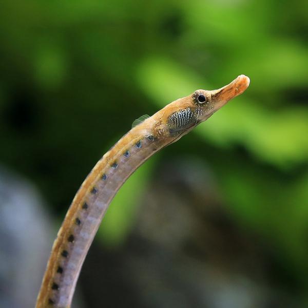 PF_SPQ　sfset　_aqua　熱帯魚・エビ他　その他の熱帯魚　その他の仲間　アフリカンレッドパイプフィッシュ　アフリカンピグミーパイプフィッシュ　１匹　fish_database　Ｅｎｎｅａｃａｍｐｕｓ　ａｎｓｏｒｇｉｉ　20260...