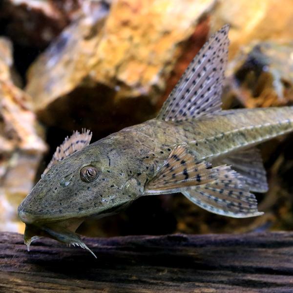 PF_SPQ　sfset　_aqua　熱帯魚・エビ他　オトシン・ロリカリア　ロリカリア　ロリカリクティス　マナカシアス　１匹　Ｌｏｒｉｃａｒｉｉｃｈｔｈｙｓ　ｓｐ　ロリカリアの仲間　スプーンヘッド・ロリカリア　アリゲーター・ロリカリア　20...