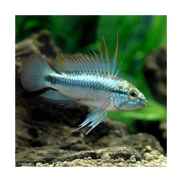PF_SPQ　sfset　_aqua　熱帯魚・エビ他　シクリッド　アピスト・ラミレジィ・他　アピストグラマトリファスキアータ　Ａｐｉｓｔｏｇｒａｍｍａ　ｔｒｉｆａｓｃｉａｔａ　ペア　fish_database　中南米産　トリファ　20260...