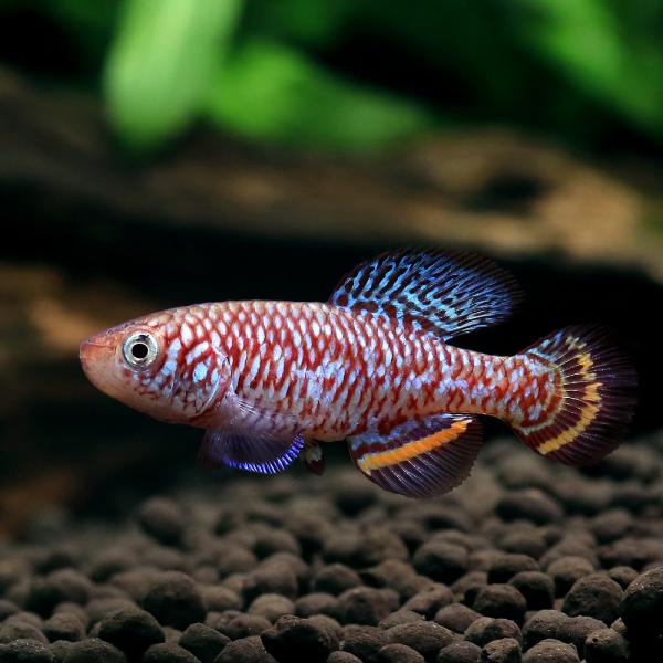 PF_SPQ　熱帯魚・エビ他　ランプアイ・卵生メダカ　その他　ノソブランキウス・ディッテ　１ペア　fish_database　メダカの仲間　Ｎｏｔｈｏｂｒａｎｃｈｉｕｓ　ｐａｔｒｉｚｚｉ　ノソブランキウスディッテ　ディッテ　ノソブランキウス...