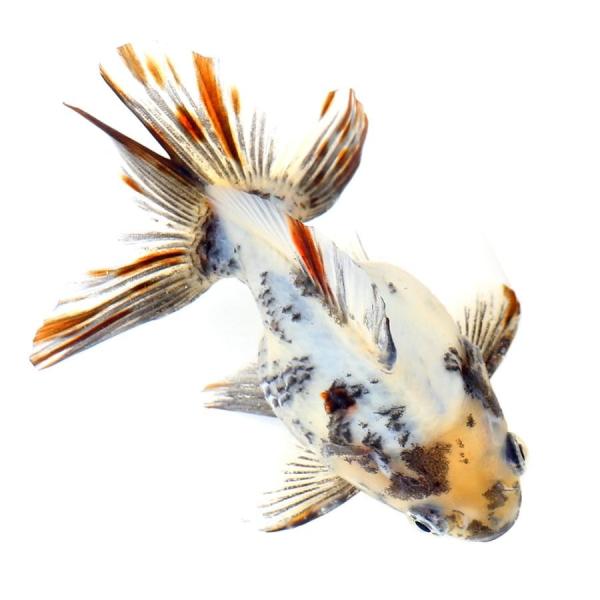 メーカー：?■0〜25 _aqua　sfset　熱帯魚・エビ他　金魚　特選金魚　１点物　一点物　kodawari1teｎ　20260831　YK　seitaigensen1ten　ｙ26ｍ09　ダルマ　琉金