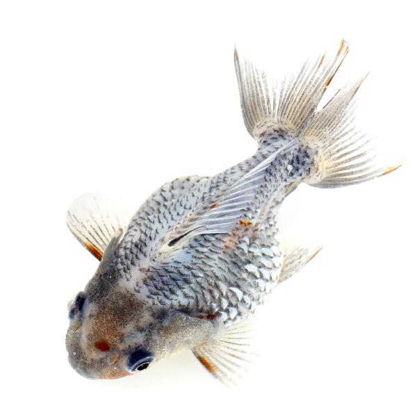 メーカー：?■0〜25 _aqua　sfset　熱帯魚・エビ他　金魚　特選金魚　１点物　一点物　kodawari1teｎ　20260831　YK　seitaigensen1ten　ｙ26ｍ09　ダルマ　琉金