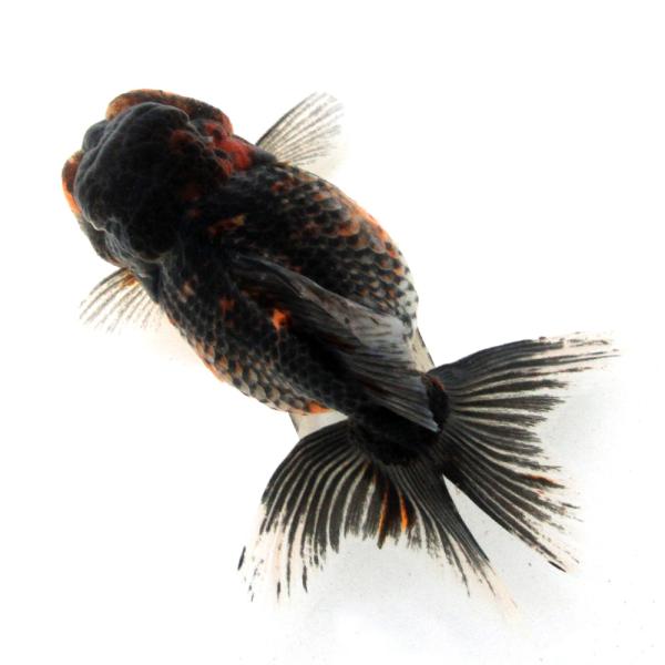 _aqua　sfset　熱帯魚・エビ他　金魚　変わりもの金魚　特選金魚　一点物　１点物　オランダシシガシラ　東錦　埼玉県　nittan_kingyo_holland　オランダ型　catalog_東錦　キャリコ　モザイク透明鱗　kodawar...