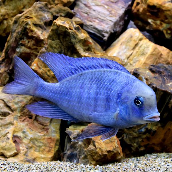 PF_SPQ　fish_database　熱帯魚・エビ他　シクリッド　種類で選ぶ　アフリカンシクリッド　キルトカラ・モーリー　ブルードルフィン　１匹　アフリカ産　マラウィ湖産　Ｃｙｒｔｏｃａｒａ　ｍｏｏｒｉｉ　cichlid_betao　M...