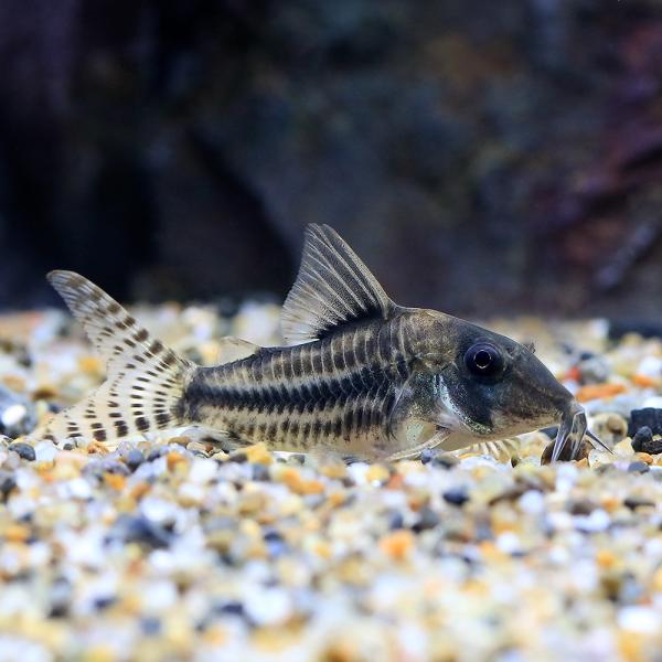 PF_SPQ　熱帯魚・エビ他　コリドラス　ロングノーズ　コリドラス・ロングノーズゴメス　コリドラスロングノーズゴメス　ゴメス　アクセルロディ　ワイルド　１匹　Ｃｏｒｙｄｏｒａｓ　ｓｐ．　fish_database　系　ロングノーズ系　KM