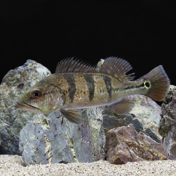 PF_SPQ　fish_database　熱帯魚・エビ他　シクリッド　種類で選ぶ　アメリカンシクリッド　キクラケルベリー　シクラケルベリー　シクラソマ　アイスポットシクリッドバス　Ｃｉｃｈｌａ　ｋｅｌｂｅｒｉ　１匹　中南米産　2026020...