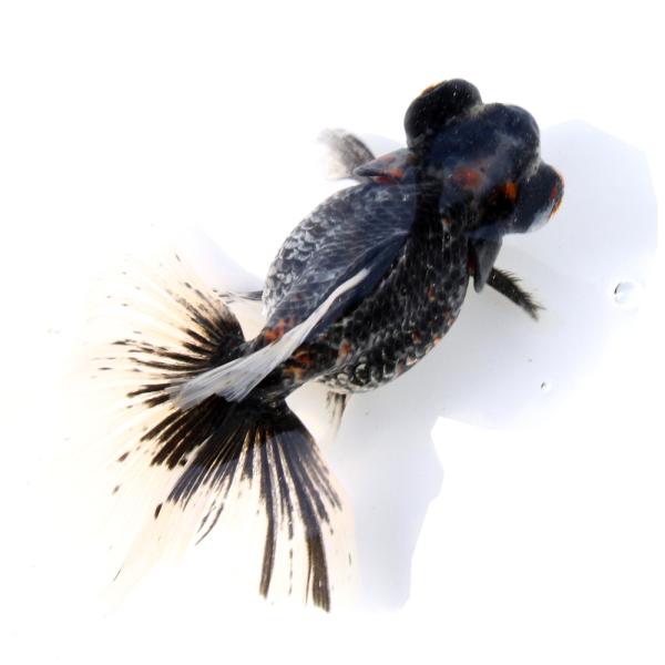 _aqua　sfset　熱帯魚・エビ他　金魚　特選金魚　ちょうび　蝶尾　出目　キャリコ　三色　一点物　１点物　catalog_蝶尾　外国産　nittan_demekin　kodawari1ten　中国産　seitaigensen1ten　2...