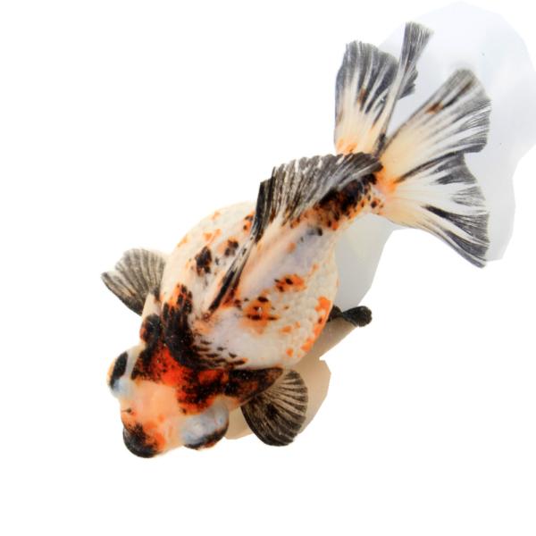 _aqua　sfset　熱帯魚・エビ他　金魚　特選金魚　ちょうび　蝶尾　出目　キャリコ　三色　一点物　１点物　catalog_蝶尾　外国産　nittan_demekin　kodawari1ten　中国産　seitaigensen1ten　2...