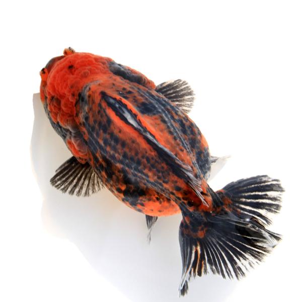 （金魚）一点物　白黒オランダ獅子頭　ショートテール（中国産）約１１ｃｍ（１匹）　北海道・九州航空便要保温　YK　_aqua　sfset　熱帯魚・エビ他　金魚　変わりもの金魚　特選金魚　一点物　１点物　オランダシシガシラ　　オランダ型　　ko...