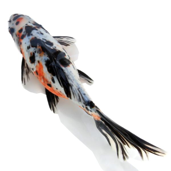 熱帯魚・エビ他　金魚　和金（生体）　一点物　1点物　変わりもの金魚　ワキン型　kodawari1ten　中国産　和金　外国　20260213　YK　seitaigensen1ten　ｙ26ｍ02