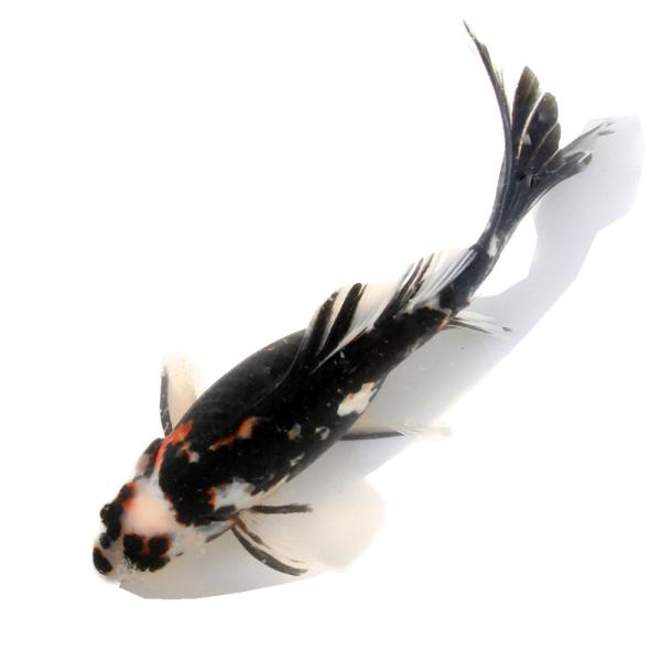 熱帯魚・エビ他　金魚　和金（生体）　一点物　1点物　変わりもの金魚　ワキン型　kodawari1ten　中国産　和金　外国　20260213　YK　seitaigensen1ten　ｙ26ｍ02