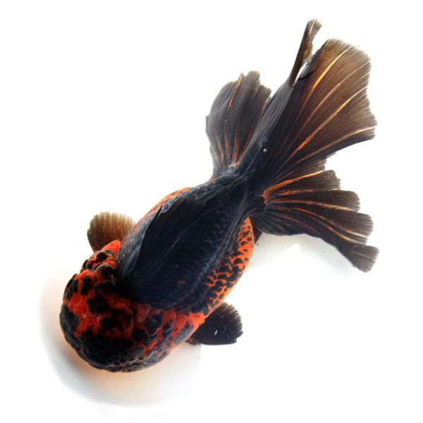 _aqua　sfset　熱帯魚・エビ他　金魚　変わりもの金魚　特選金魚　一点物　１点物　オランダシシガシラ　　オランダ型　　kodawari1ten　20260212　YK　y26ｍ02　seitaigensen1ten　　薩摩産　　キャリ...