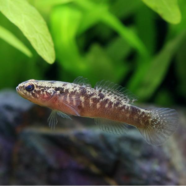 PF_SPQ　_aqua　熱帯魚・エビ他　その他の熱帯魚　ハゼ・ゴビーの仲間・ガジョン　１匹　fish_database　ハゼの仲間　Ｔａｔｅｕｒｕｎｄｉｎａ　ｏｃｅｌｌｉｃａｕｄａ　ドワーフピーコックガジョン　otherfish0504　...