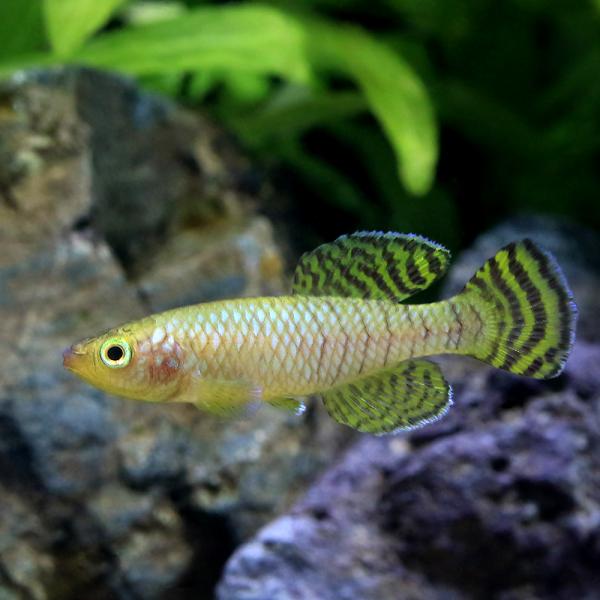 PF_SPQ　熱帯魚・エビ他　ランプアイ・卵生メダカ　その他　ノソブランキウス・パトリザイ　１ペア　fish_database　メダカの仲間　Ｎｏｔｈｏｂｒａｎｃｈｉｕｓ　ｐａｔｒｉｚｚｉ　ノソブランキウスパトリジィ　kimagure112...