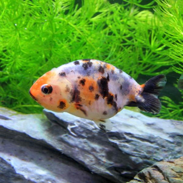 （金魚）江戸錦　当歳（中国産）（１匹）　北海道・九州航空便要保温　kaijyo　ｙ26ｍ02