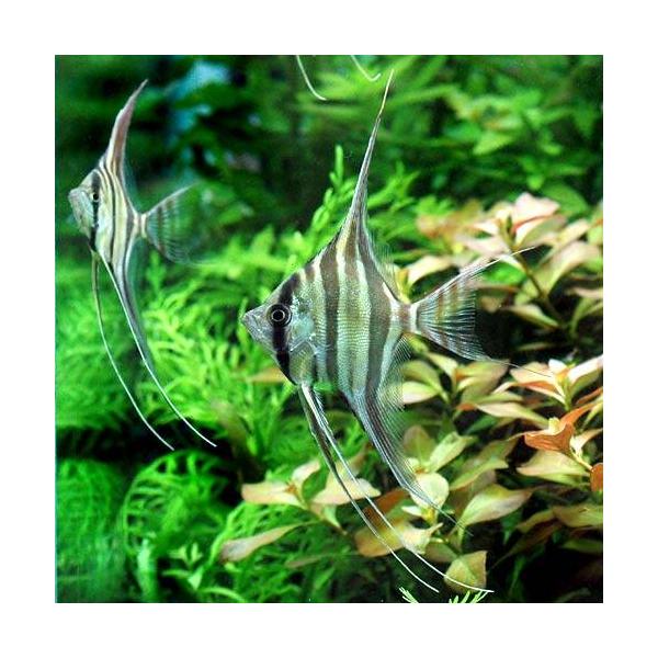 熱帯魚・エビ他　エンゼル・ディスカス　エンゼルフィッシュ　アルタム・エンゼル　Ｓサイズ　ワイルド　１匹　Ｂ品　Ｐｔｅｒｏｐｈｙｌｌｕｍ　ａｌｔｕｍ　20260213　YK　MS0105