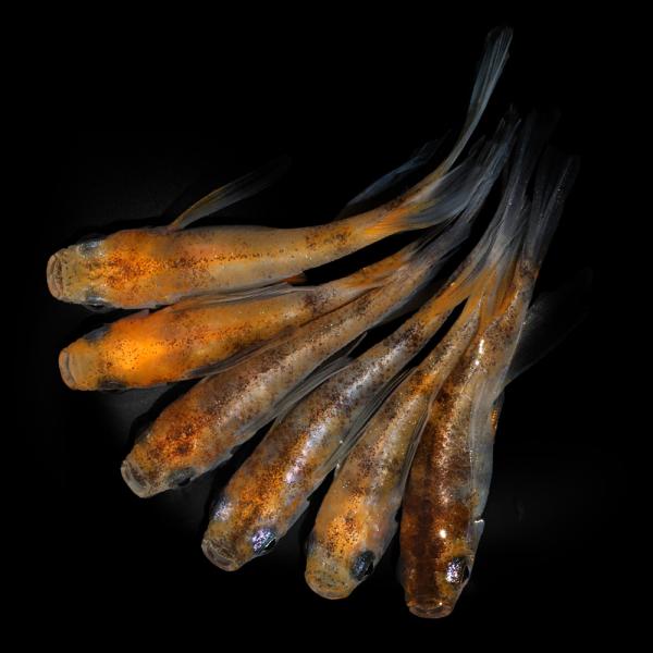 _aqua　nittan_medaka_youkihi　Ｏｒｙｚｉａｓ　ｌａｔｉｐｅｓ　ｖａｒ．　ビオトープにおすすめの生体　熱帯魚　エビ他　日本産メダカ　透明鱗メダカ　スケルトンメダカ　改良品種　三色メダカ　さんしょくめだか　fish_d...