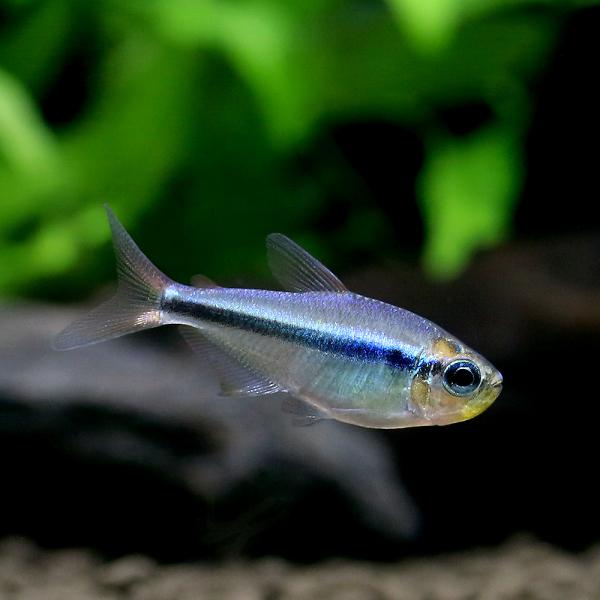 PF_SPQ　_aqua　fish_database　熱帯魚・エビ他　カラシン（テトラ等）　南米産（小型種）　レッドフィンブルージュエルコギャルテトラ　モンクホーシャ系　Ｍｏｅｎｋｈａｕｓｉａ　ｓｐ．　レッドテール　20260310　YY　...