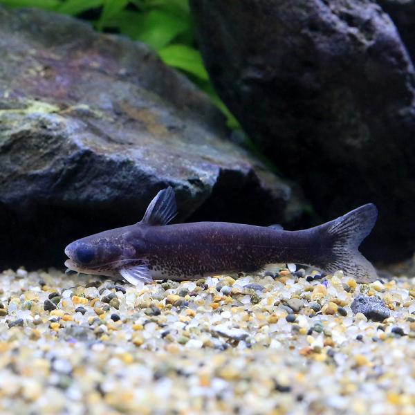 PF_SPQ　_aqua　fish_database　熱帯魚・エビ他　ナマズの仲間　バイオレットタティア　1匹　Ｃｅｎｔｒｏｍｏｃｈｌｕｓ　ｓｉｍｐｌｅｘ　ヴァイオレットタティア　Ｔａｔｉａ　ｓｐ．　20260304　YY　y26m03