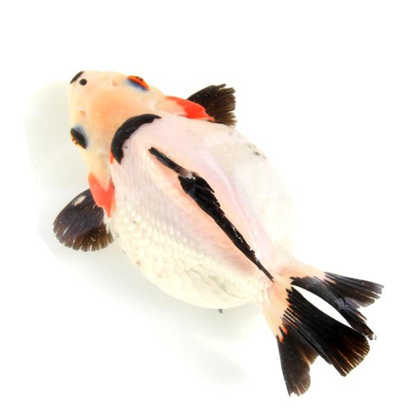 _aqua　sfset　熱帯魚・エビ他　金魚　特選金魚　１点物　一点物　kodawari1teｎ　20260307　YK　seitaigensen1ten　ｙ26ｍ03　外国産金魚　外産　中国産　ダルマ琉金　琉金　りゅうきん　catalog_琉金