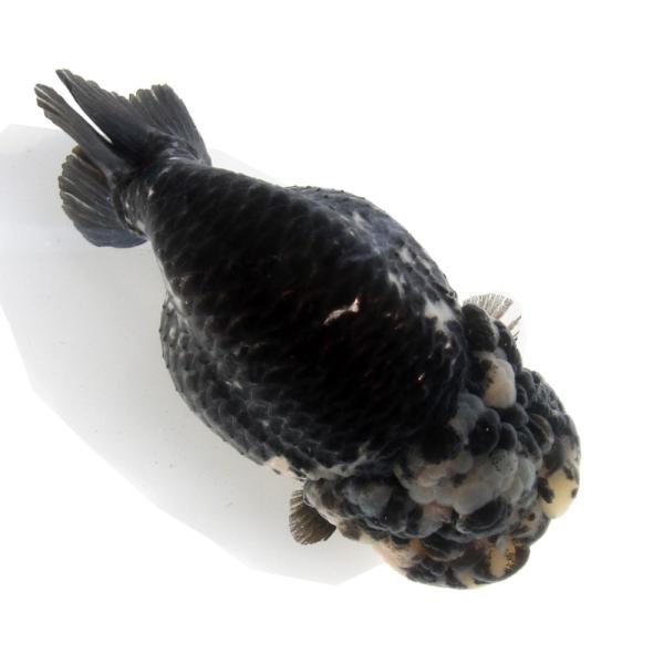 sfset　_aqua　熱帯魚・エビ他　金魚　ランチュウ（生体）　特選金魚　１点物　一点物　中国産　ランチュウ　kodawari1ten　ランチュウ型　キャリコ　江戸錦　catalog_ランチュウ　中国　白黒　透明鱗　江戸　20260223...