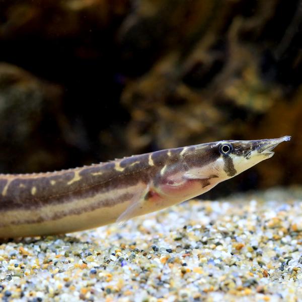 PF_SPQ　fish_database　熱帯魚・エビ他　その他の熱帯魚　その他の仲間　マスタセンベルス　ノトフタルムス　トゲウナギ　１匹　マスタセンベルス　Ｍａｓｔａｃｅｍｂｅｌｕｓ ｎｏｔｏｐｈｔｈａｌｍｕｓ　20260305　YY　y...