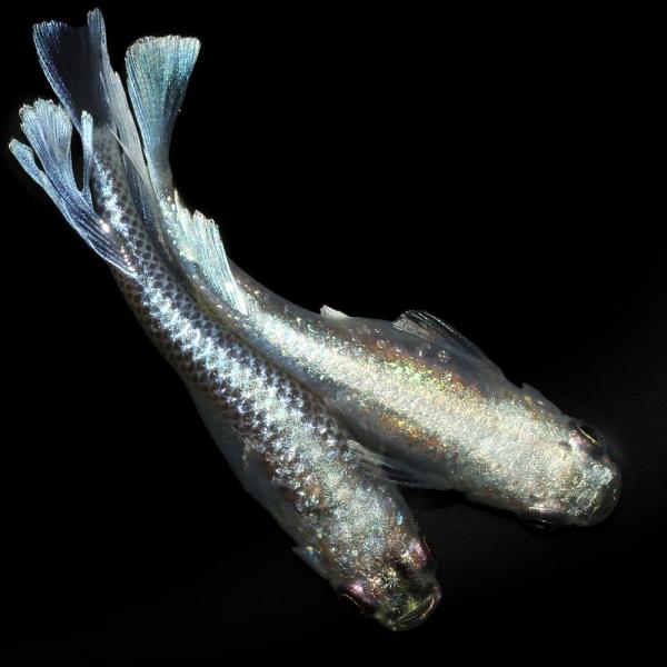 メーカー：?■0〜30 sfset　_aqua　Ｏｒｙｚｉａｓ　ｌａｔｉｐｅｓ　ｖａｒ．　ビオトープにおすすめの生体　熱帯魚　エビ他　日本産メダカ　改良品種　幹之メダカ　マリアージュ　キッシング　グアニン　垂水　ワイドフィン　フロマージュ　...
