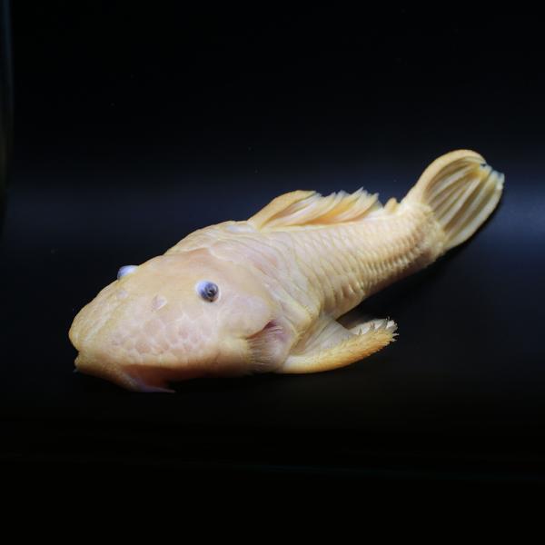 メーカー：?■25〜30 熱帯魚・エビ他　プレコ　種類で選ぶ　カイザー・グローボ系　ゴールデンダルマプレコ　１匹　Ｐａｒａｎｃｉｓｔｒｕｓ　ａｕｒａｎｔｉａｃｕｓ　fish_database　kodawari1ten 一点物　1点物　202...