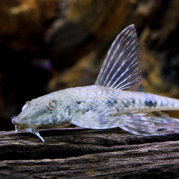 PF_SPQ　熱帯魚・エビ他　fish_database　オトシン・ロリカリア　ロリカリア　リネロリカリア・アイゲンマニー　エイゲンマニー　アイガンマナイ　Ｒｉｎｅｌｏｒｉｃａｒｉａ　Ｈｅｍｉｌｏｒｉｃａｒｉａ　　１匹　ロリカリアの仲間　2...